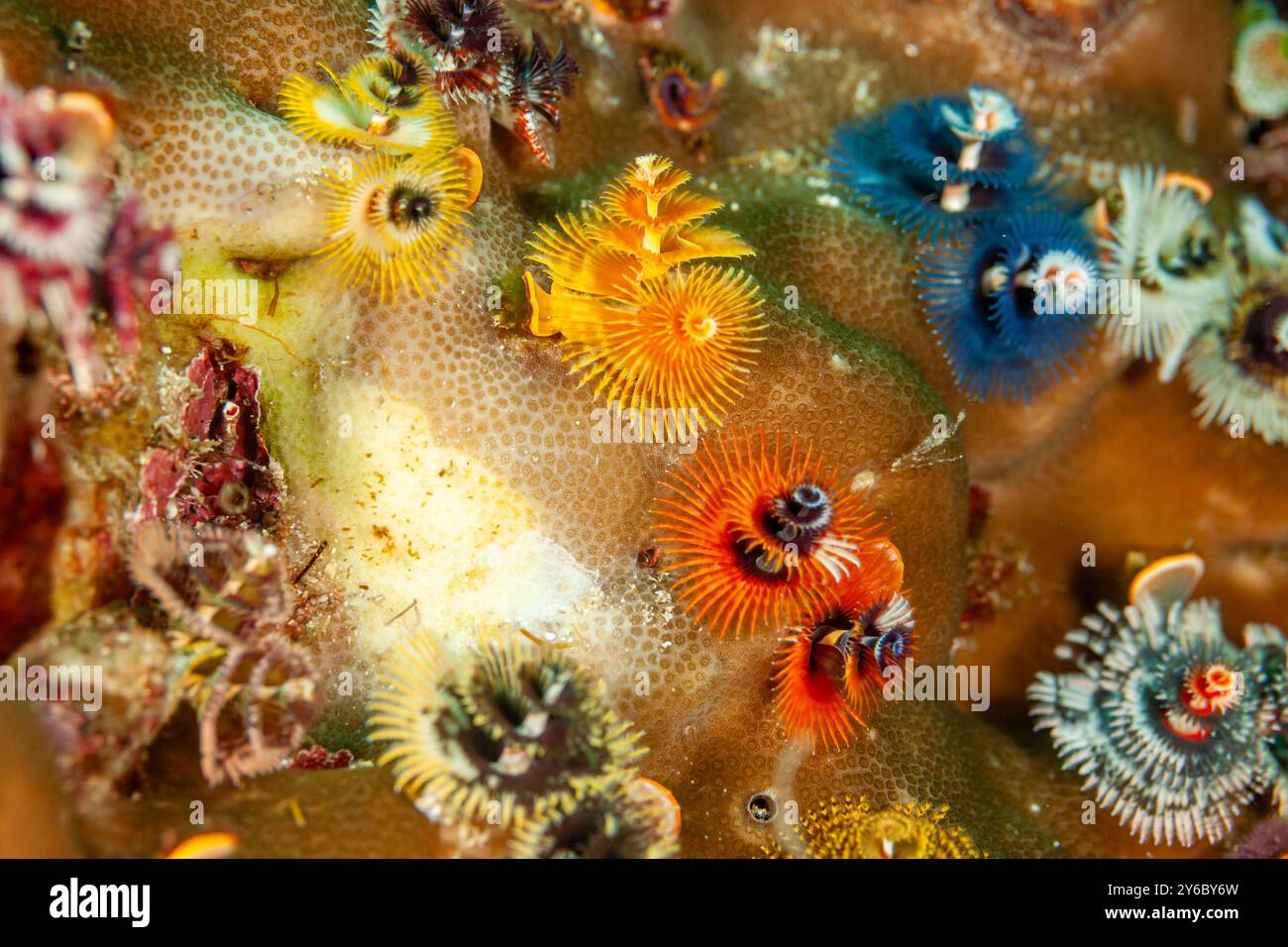 Indonesia, Raja Ampat, Christmas Tree Worm (Spirobranchus giganteus ...