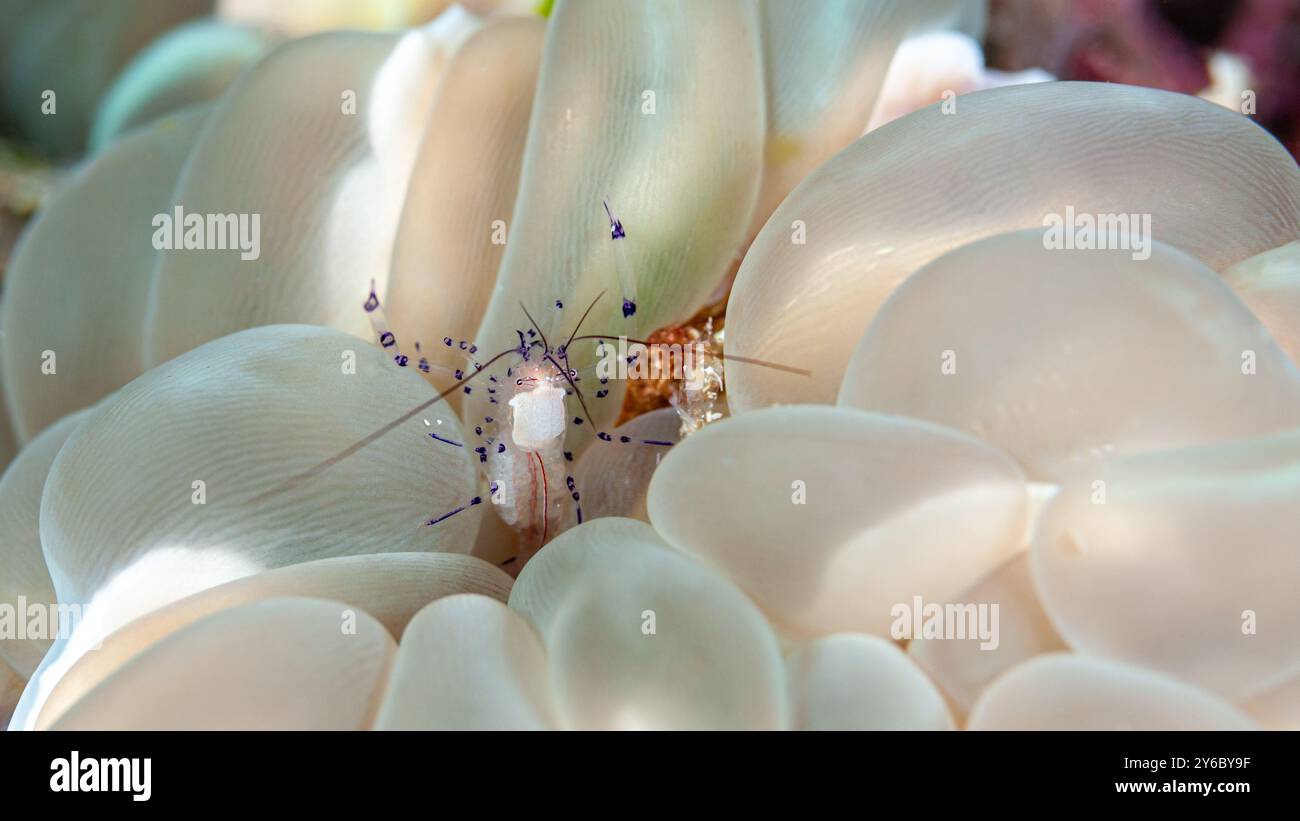 Indonesia, Raja Ampat, Bubble Coral Shrimp (Vir philippinensis Stock ...