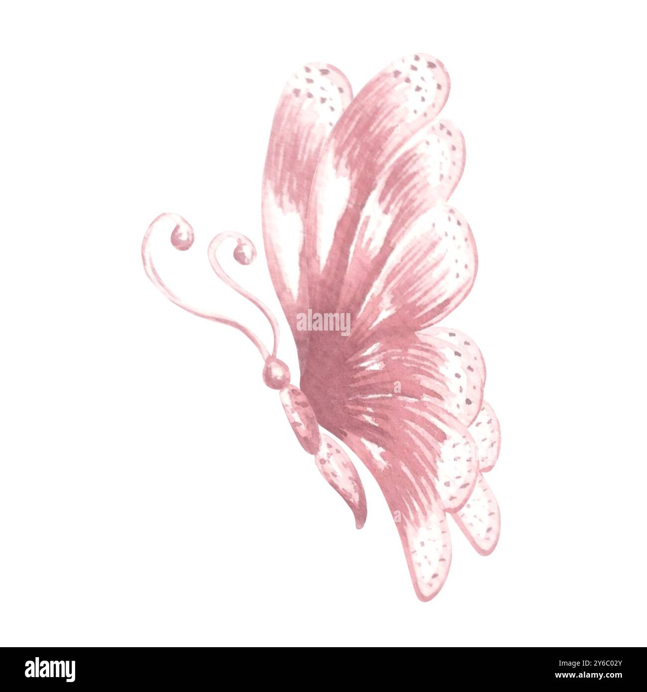 Butterfly delicate light pink color. Hand drawn watercolor illustration ...