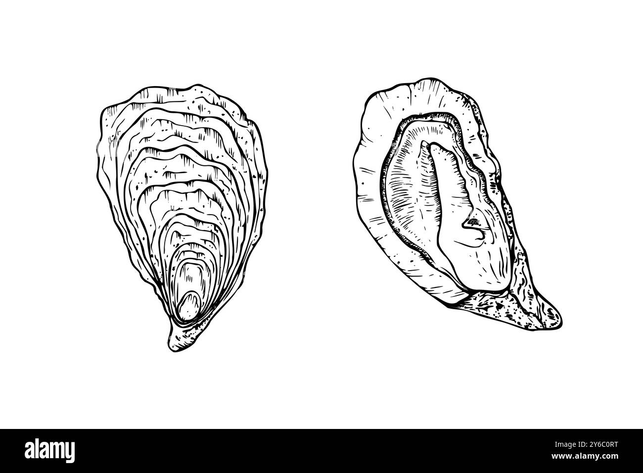 Vector Oysters and scallop. Hand painted line seashell. Graphic clip ...