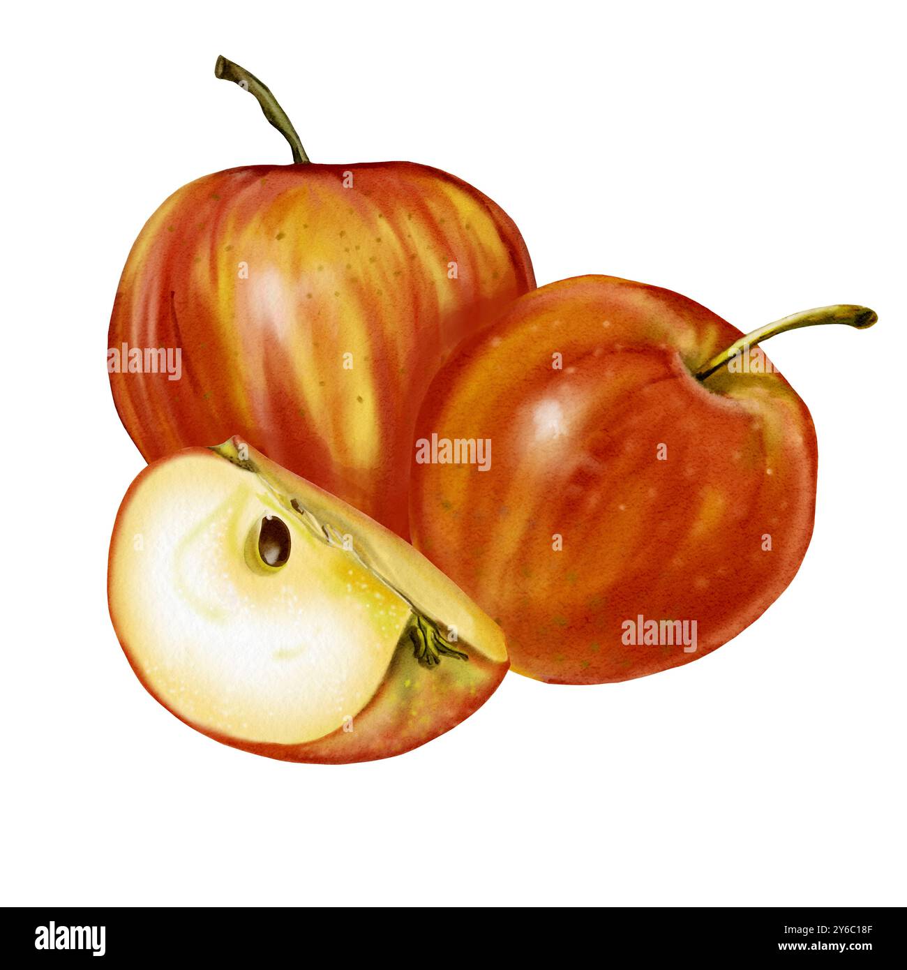Two whole apples and a quarter of an apple. Red fruits. Watercolor ...