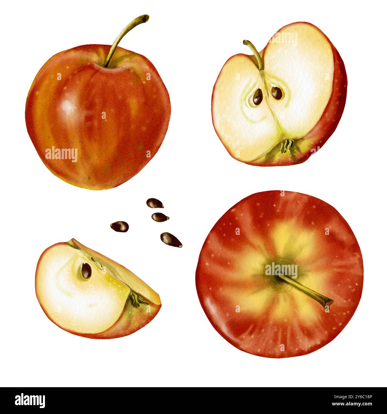 Set of fruits. Two whole apples, a half and a quarter. Apple seeds. Red ...