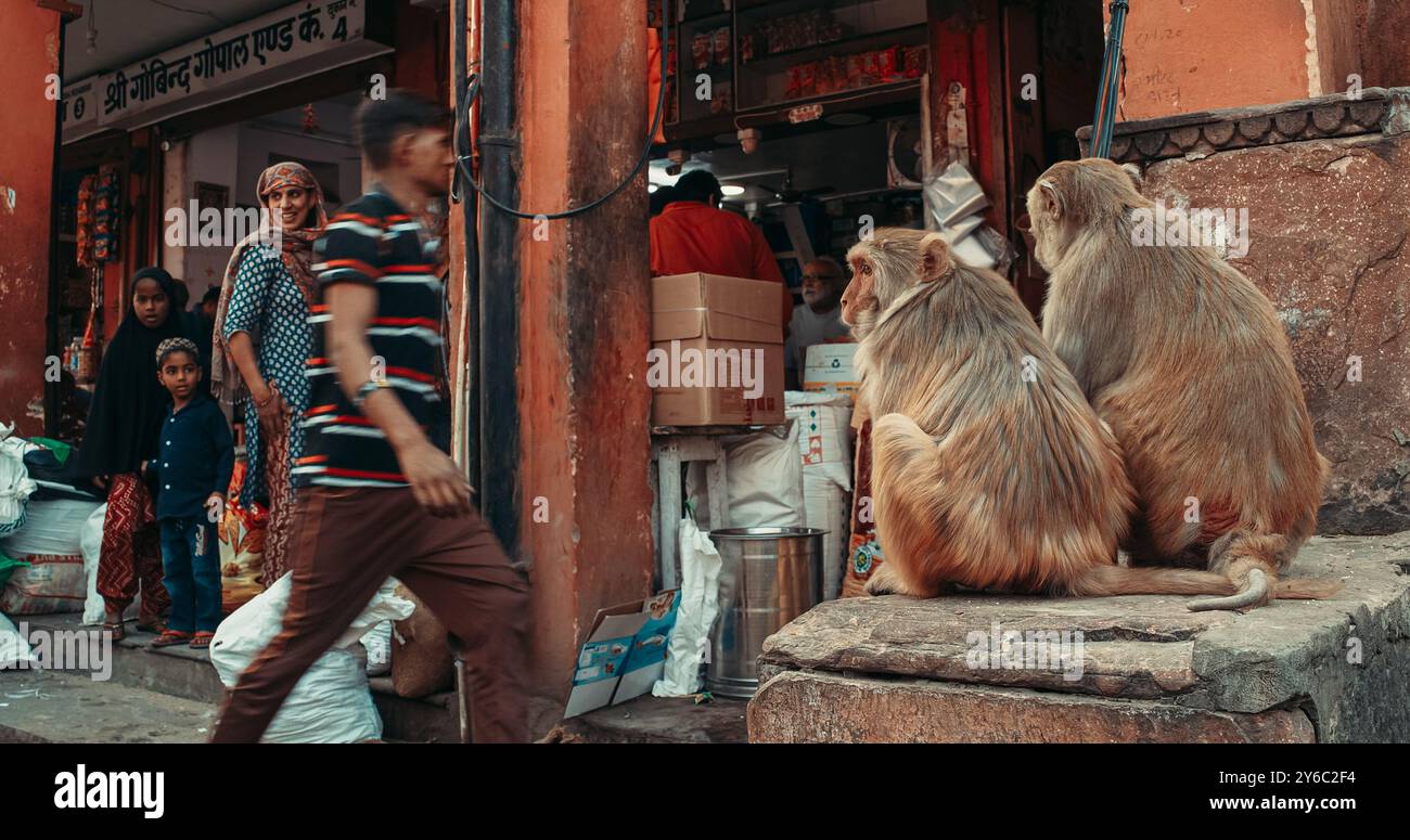 Jaipur, Rajasthan, India. Two Monkeys Sit Near Street Vendors. Monkeys ...