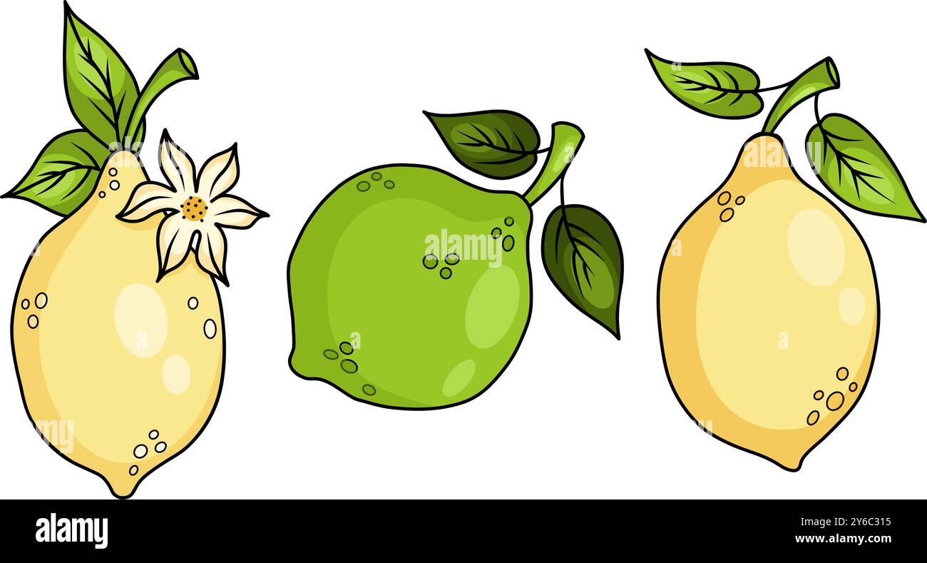 Yellow Lemon and green lime set. Seasonal tropical citrus fruit with flower and leaves. Isolated ...