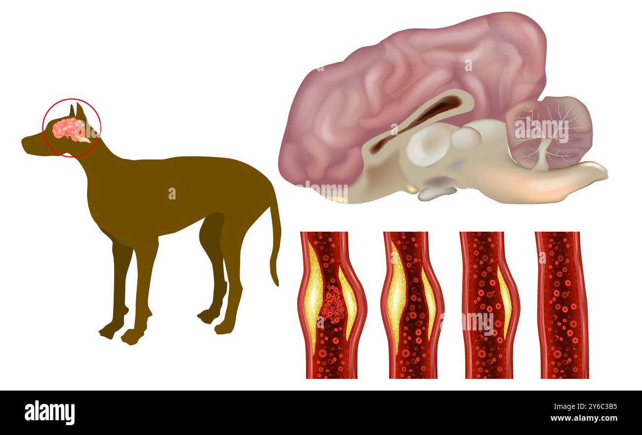 Dog blood clot blocks to the brain. Canina Stroke or cerebrovascular ...