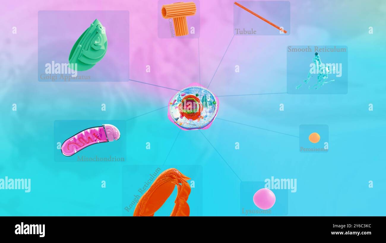 8 organelle, organelle in human cell structure. kinds of human cells ...