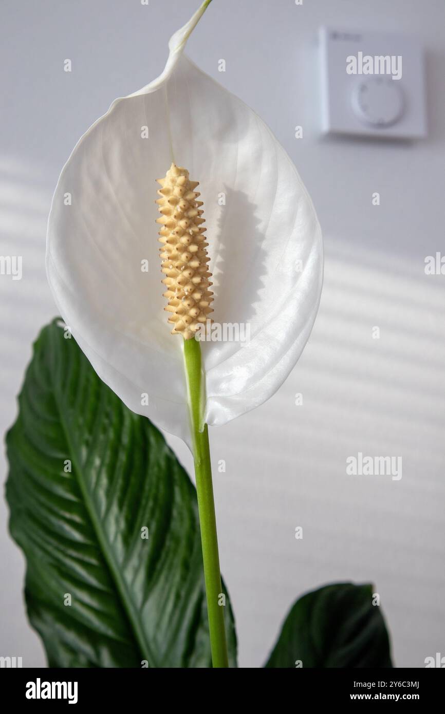 Peace Lily closeup blooming indoors, Spathiphyllum flower Stock Photo ...