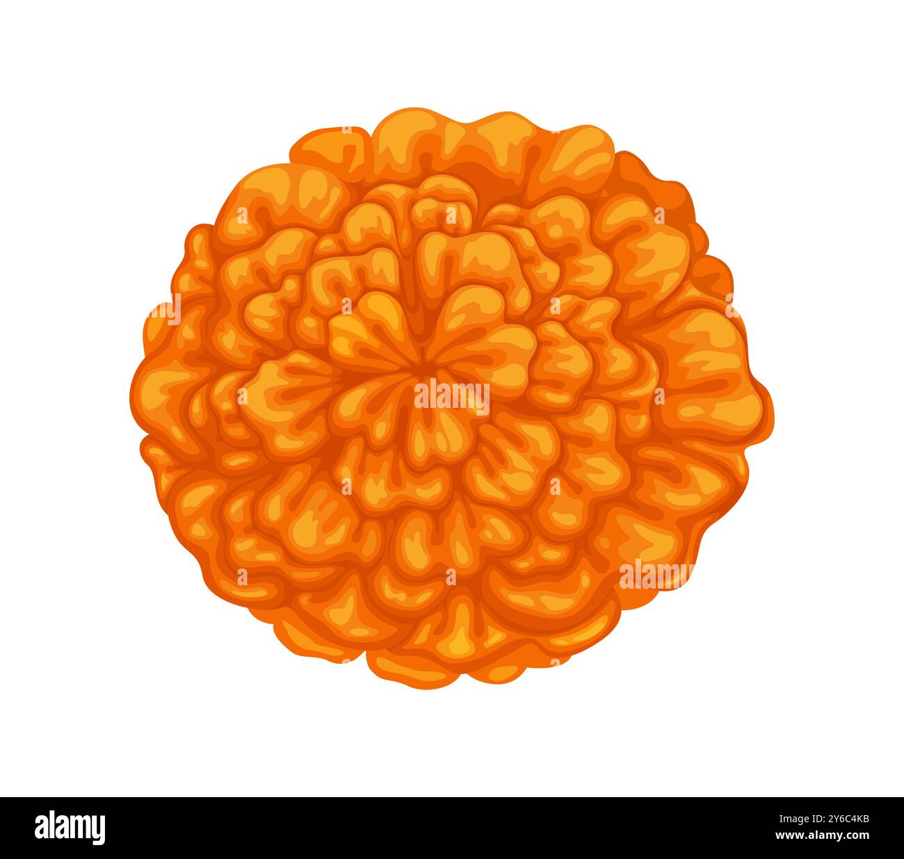 Mexican marigold cempasuchil flower. Isolated cartoon vector tagetes ...