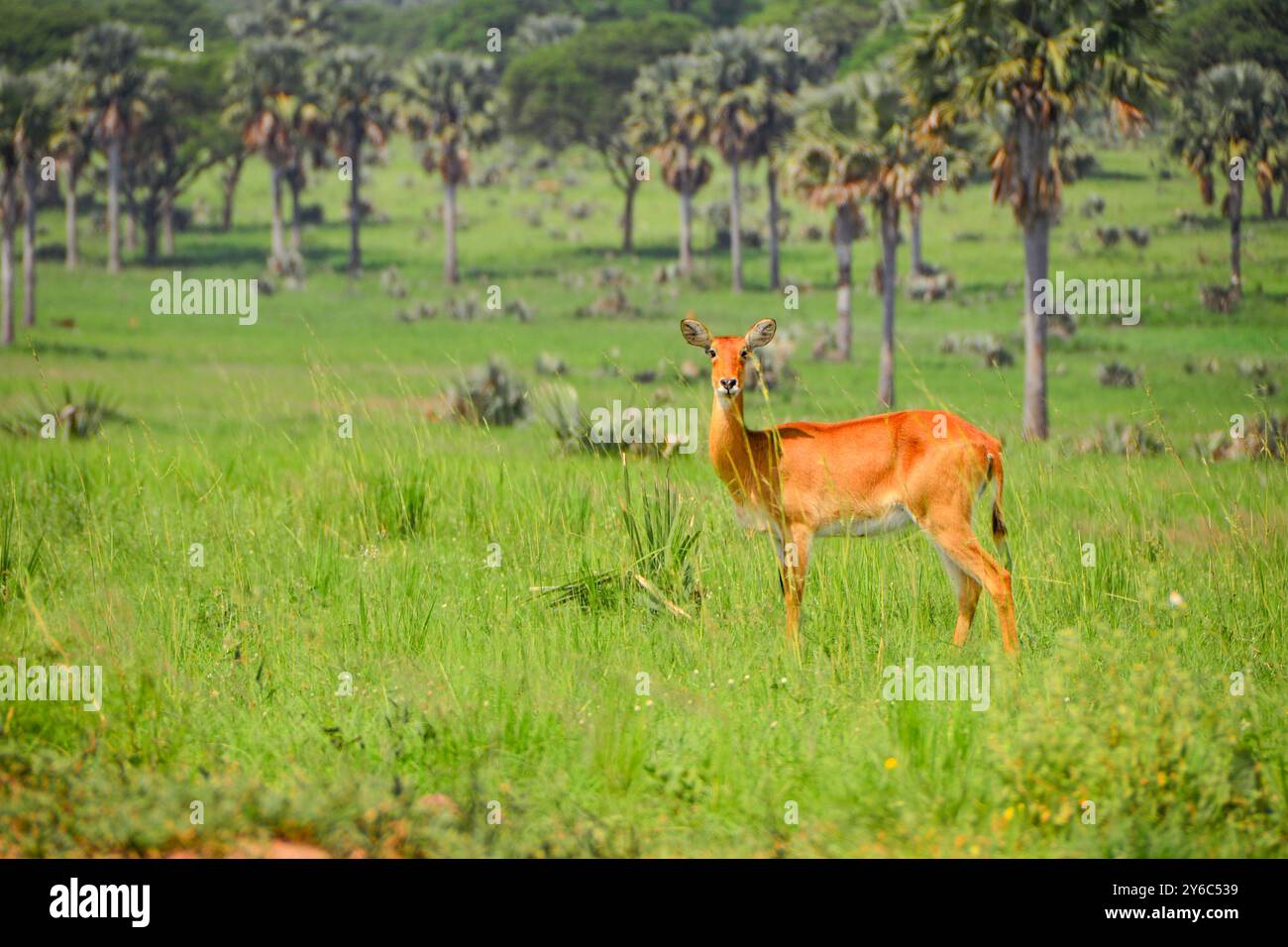 A Uganda Kob in Murchison Falls National Park Stock Photo - Alamy