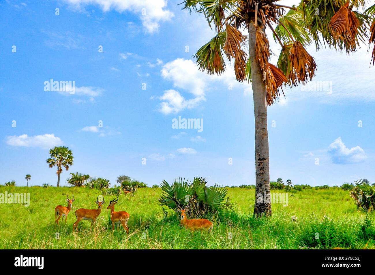 Uganda Kobs in Murchison Falls National Park Stock Photo - Alamy