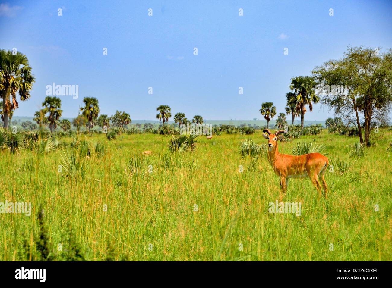 A Uganda Kob in Murchison Falls National Park Stock Photo - Alamy