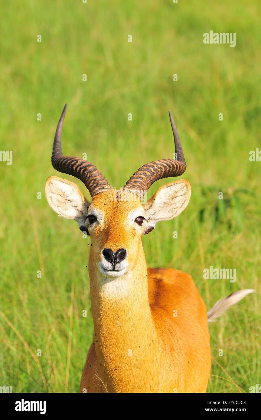 A male Uganda Kob in Queen Elizabeth National Park Uganda Stock Photo ...