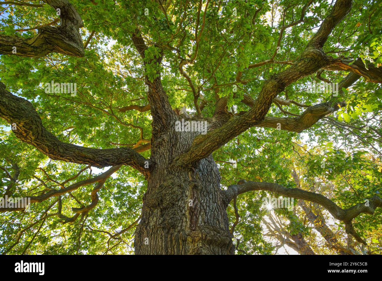 Oak (Quercus sp), view into the top of a tree. Great Britain Stock ...