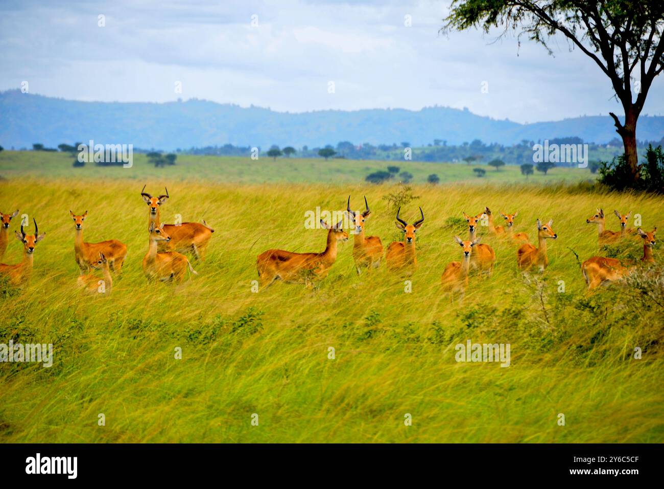 Uganda Kobs in Queen Elizabeth National Park Uganda Stock Photo - Alamy