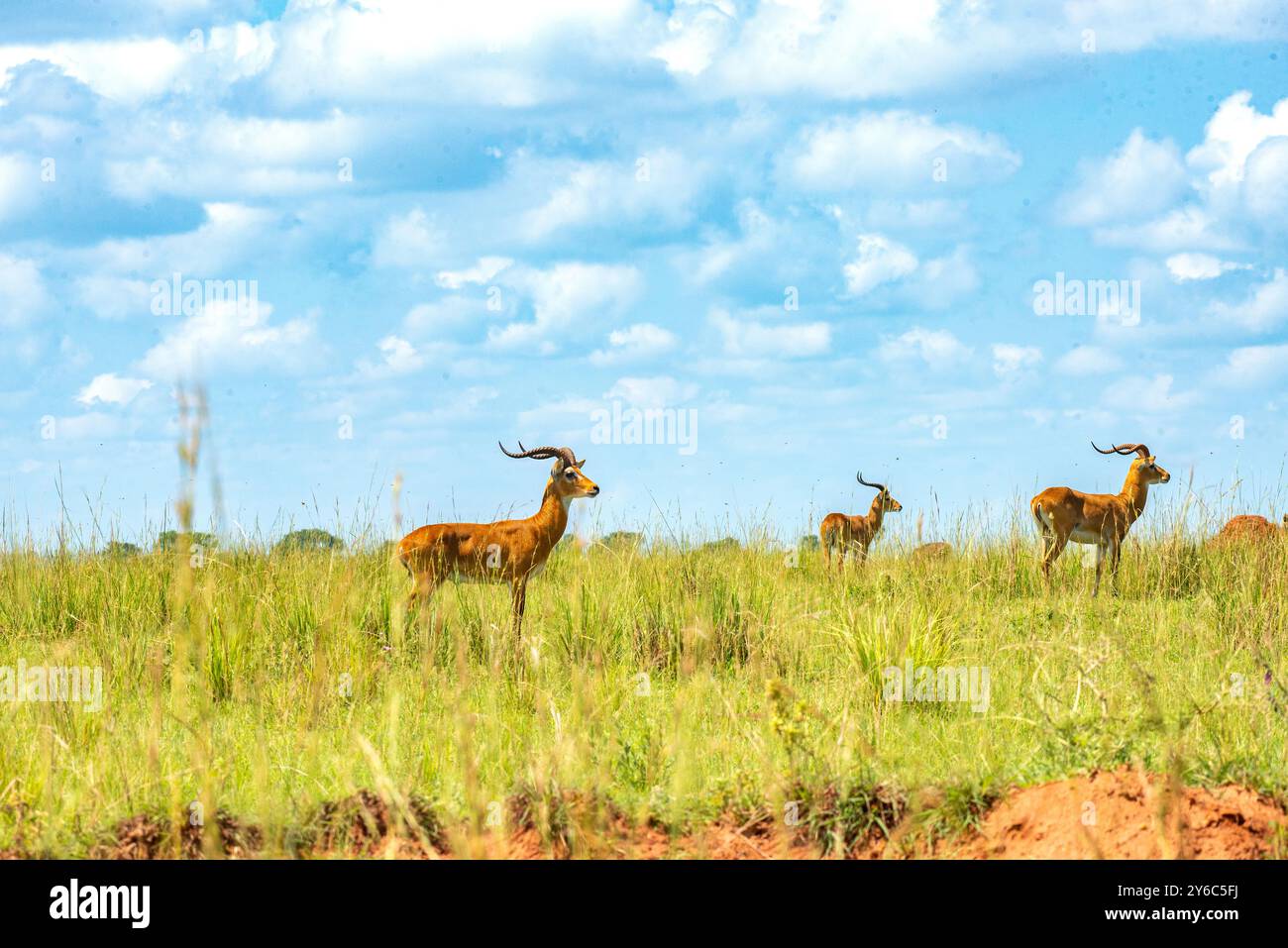 Uganda Kobs in Murchison Falls National Park Stock Photo - Alamy