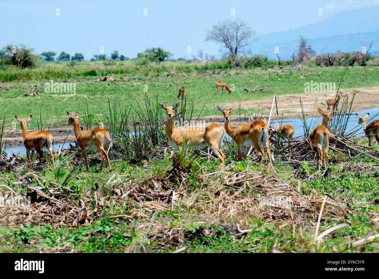 Uganda Kobs in Murchison Falls National Park Stock Photo - Alamy