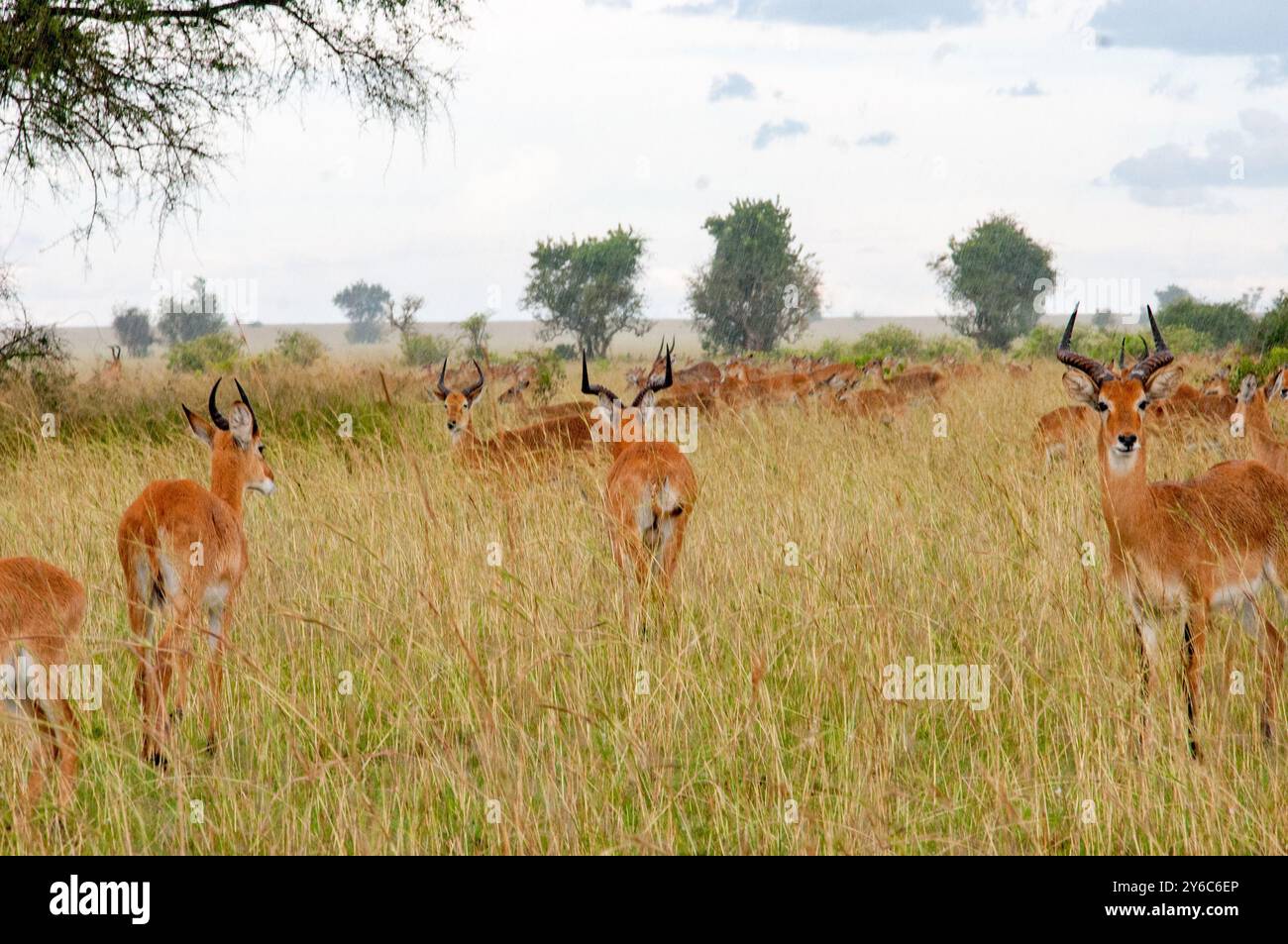 Uganda Kobs in Murchison Falls National Park Stock Photo - Alamy