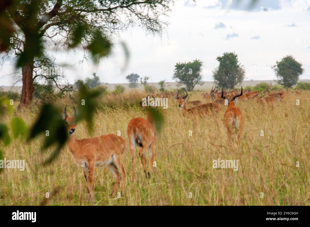 Uganda Kobs in Murchison Falls National Park Stock Photo - Alamy