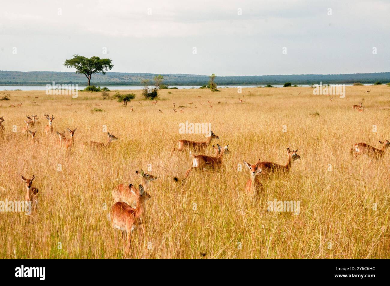 Uganda Kobs in Murchison Falls National Park Stock Photo - Alamy