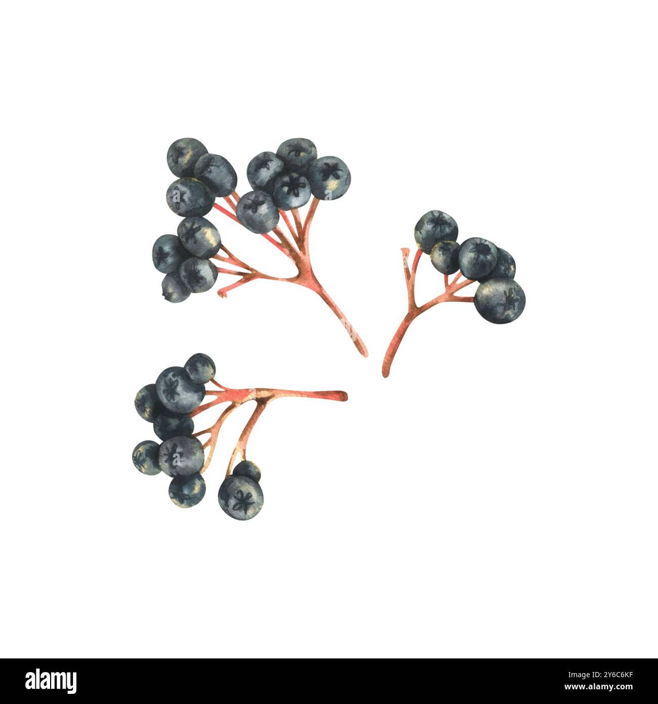 Sorbus fallax hi-res stock photography and images - Alamy