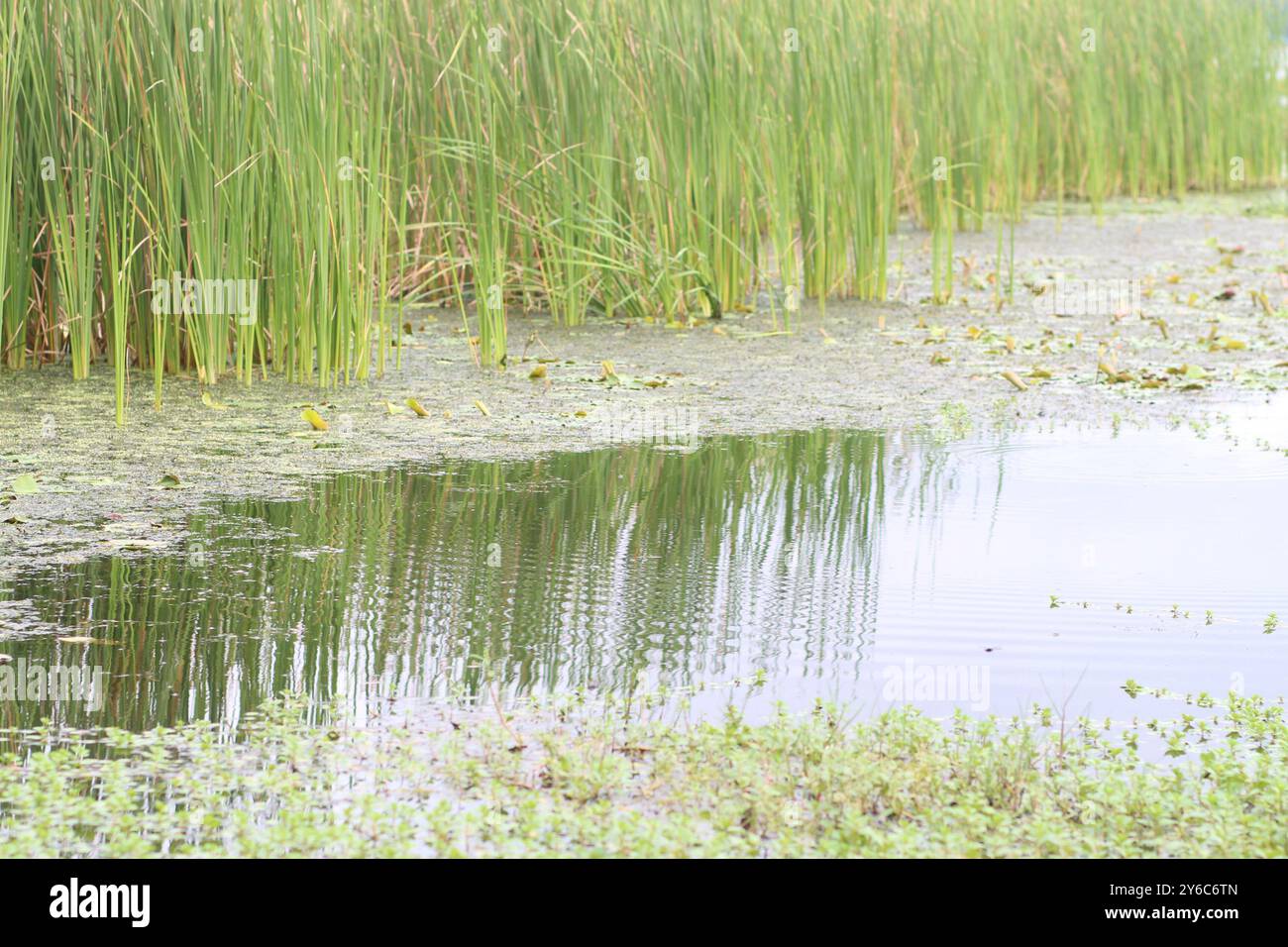 A serene wetland scene with tall reeds and calm water reflecting the ...