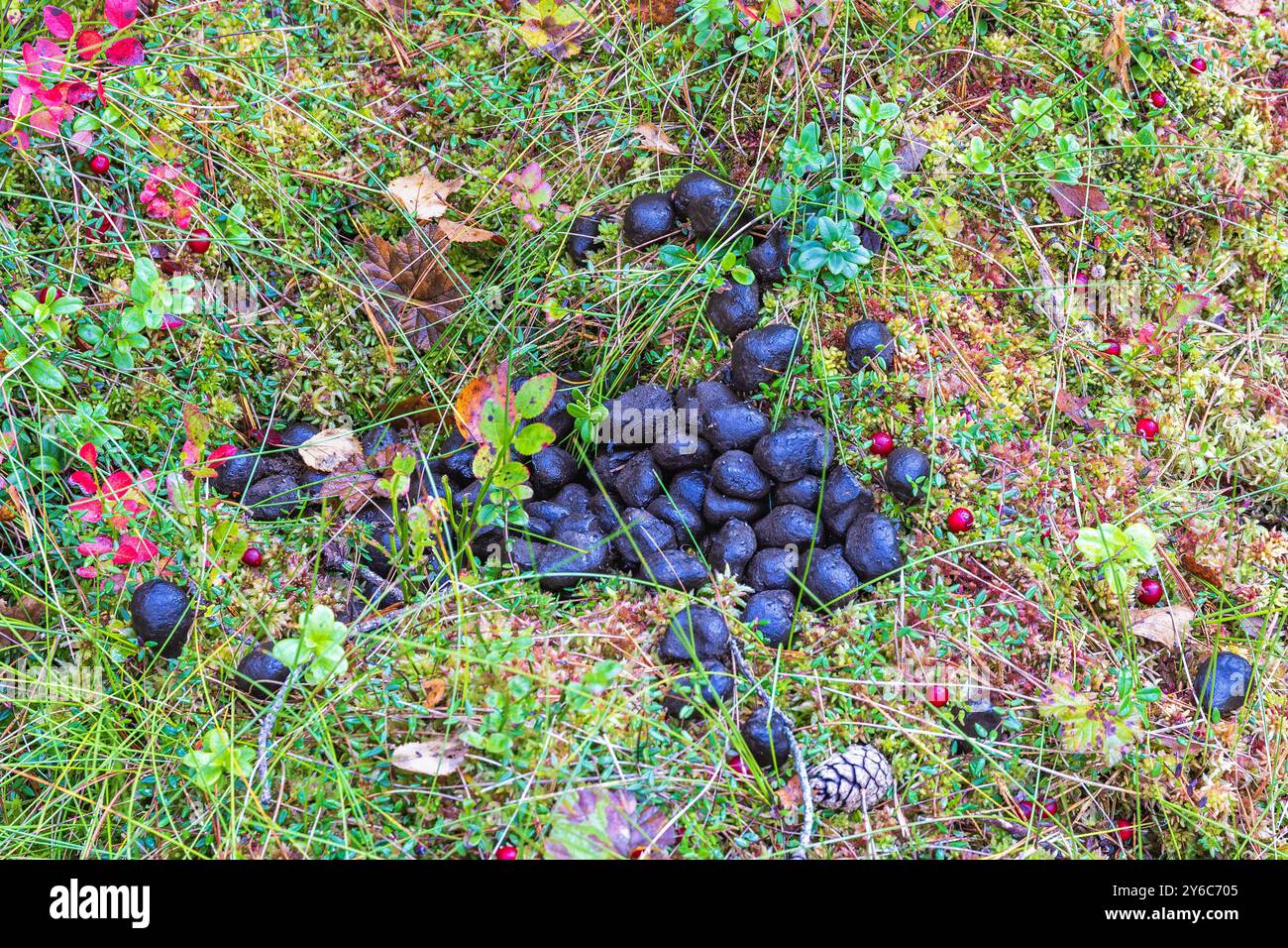 Moose droppings hi-res stock photography and images - Alamy
