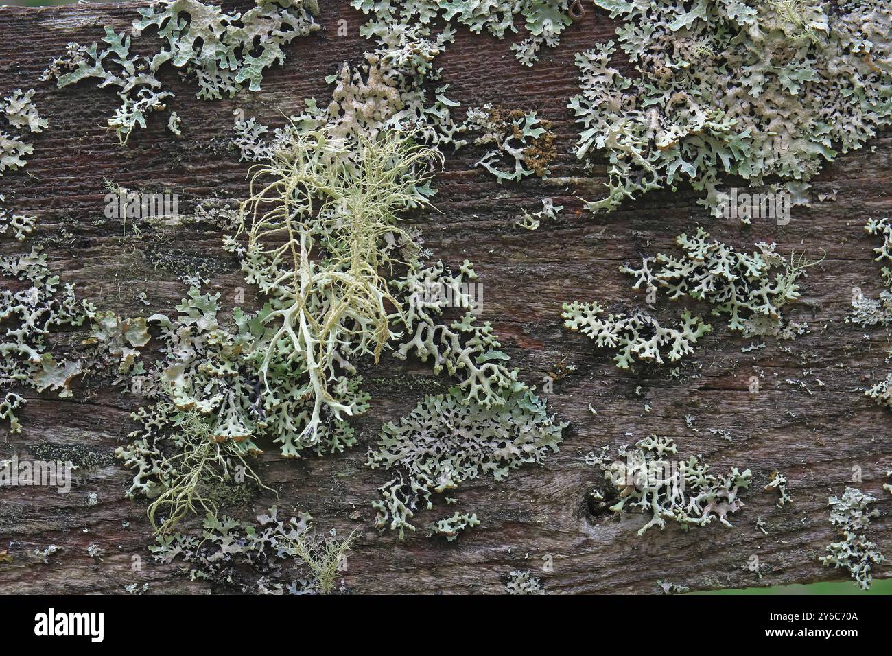 Various lichens on old wood: Bryopogon jubatus, Ramalina calycaris and ...