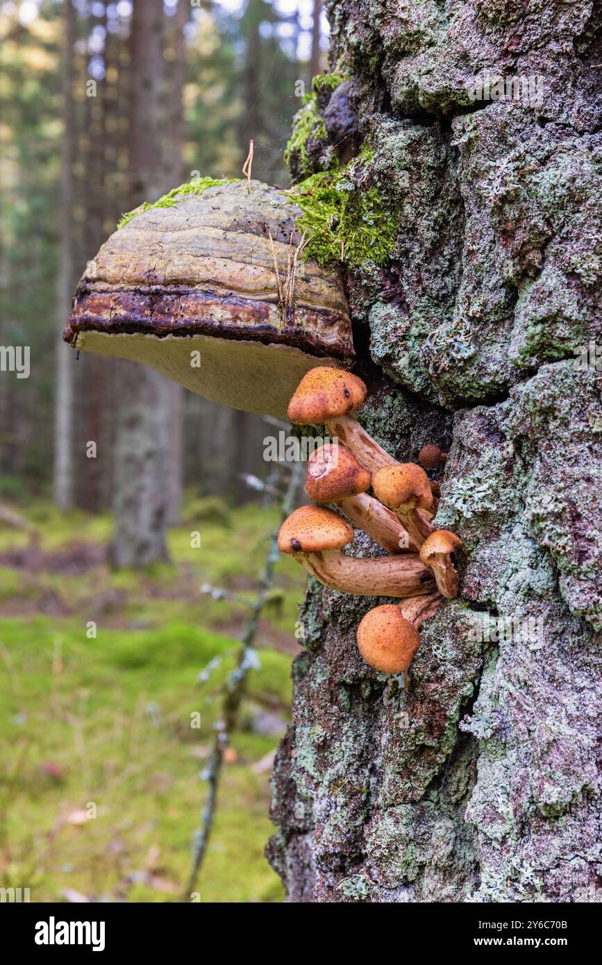 Tree trunk with Honey fungus in a forest Stock Photo - Alamy