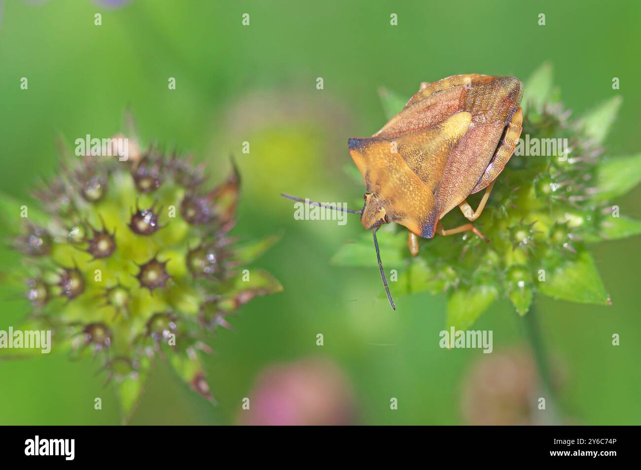 Shield Bug (Carpocoris fuscispinus) on faded flower heads of Field ...