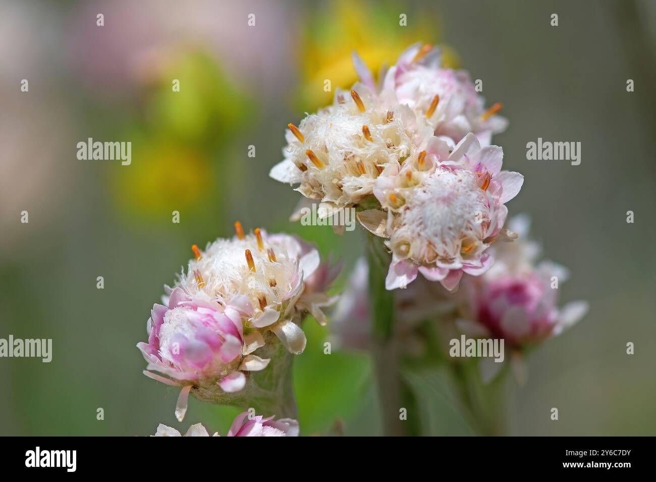 The Mountain Everlasting (Antennaria dioica) bears in an inflorescence ...