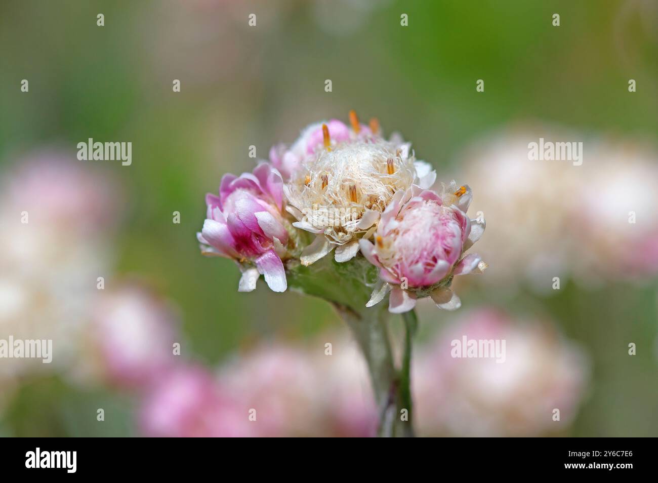 The Mountain Everlasting (Antennaria dioica) bears in an inflorescence ...