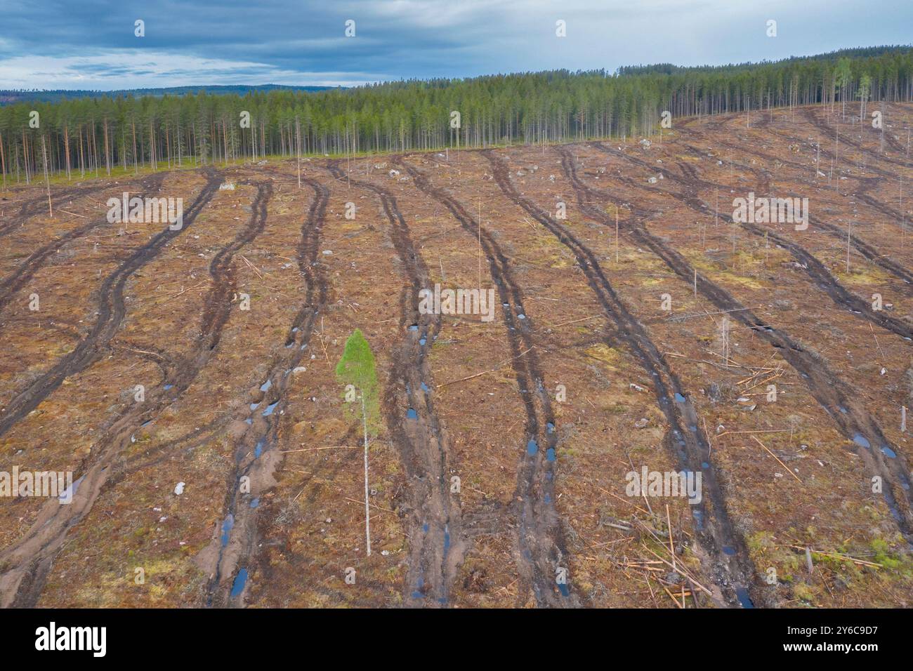 Clearcutting: traces of mechanical logging. Dalarna, Sweden Stock Photo ...