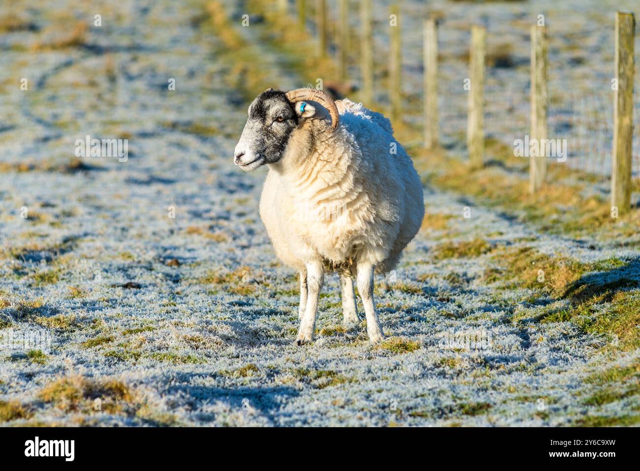 Sheep are grazing on a frosty morning in the north of Caithness ...