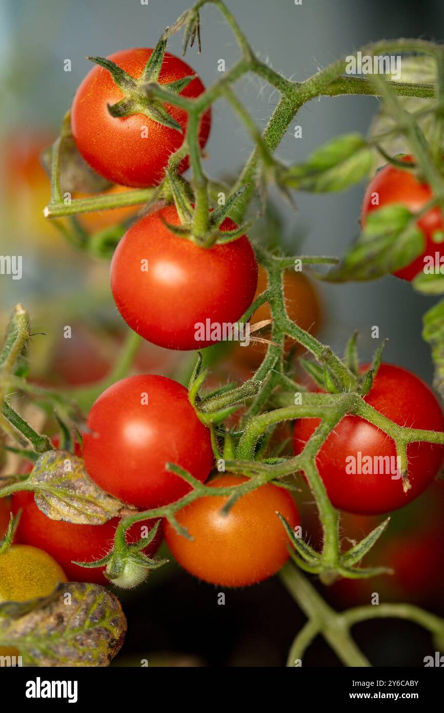 Natural close up fruit / vegetable portrait of the petite and prolific ...