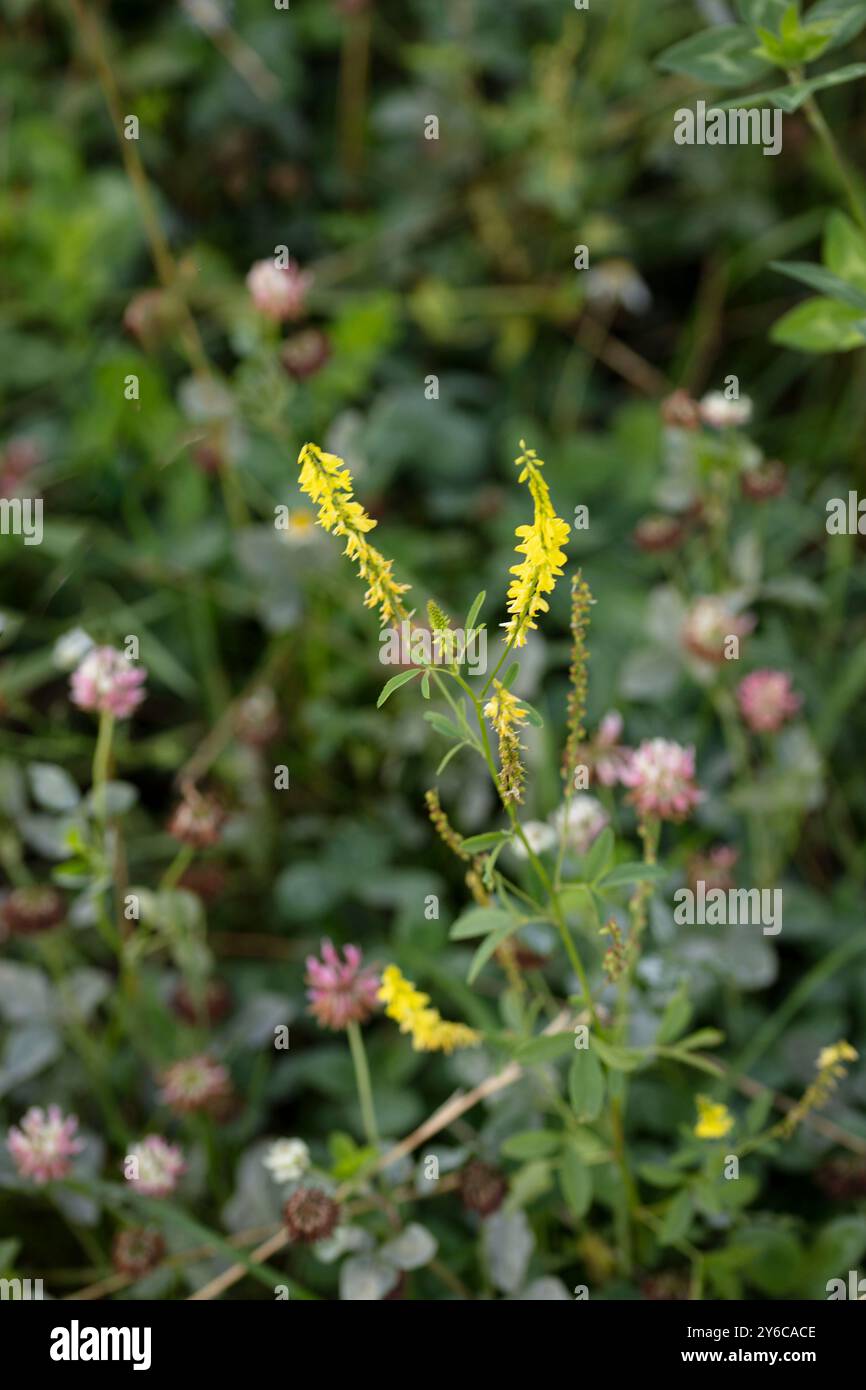 Natural close up, semi-abstract, patterns in nature / plantlike ...