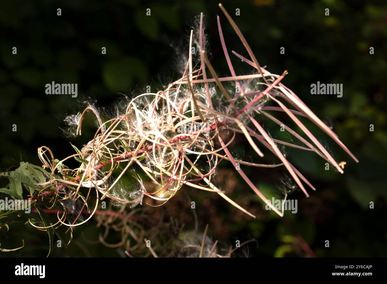 Semi-abstract close up natural plant still life of Rosebay willow-herb ...