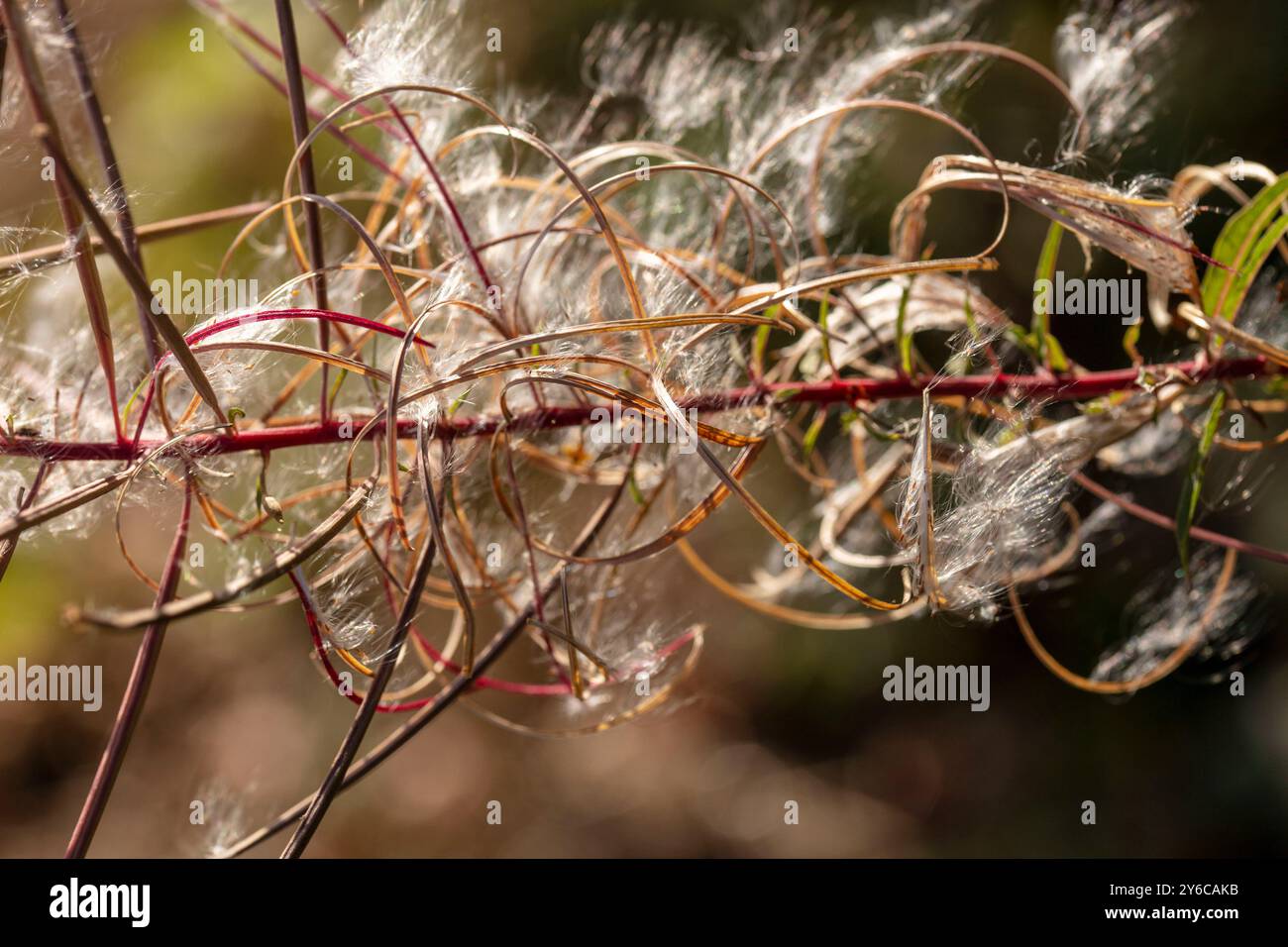 Semi-abstract close up natural plant still life of Rosebay willow-herb ...