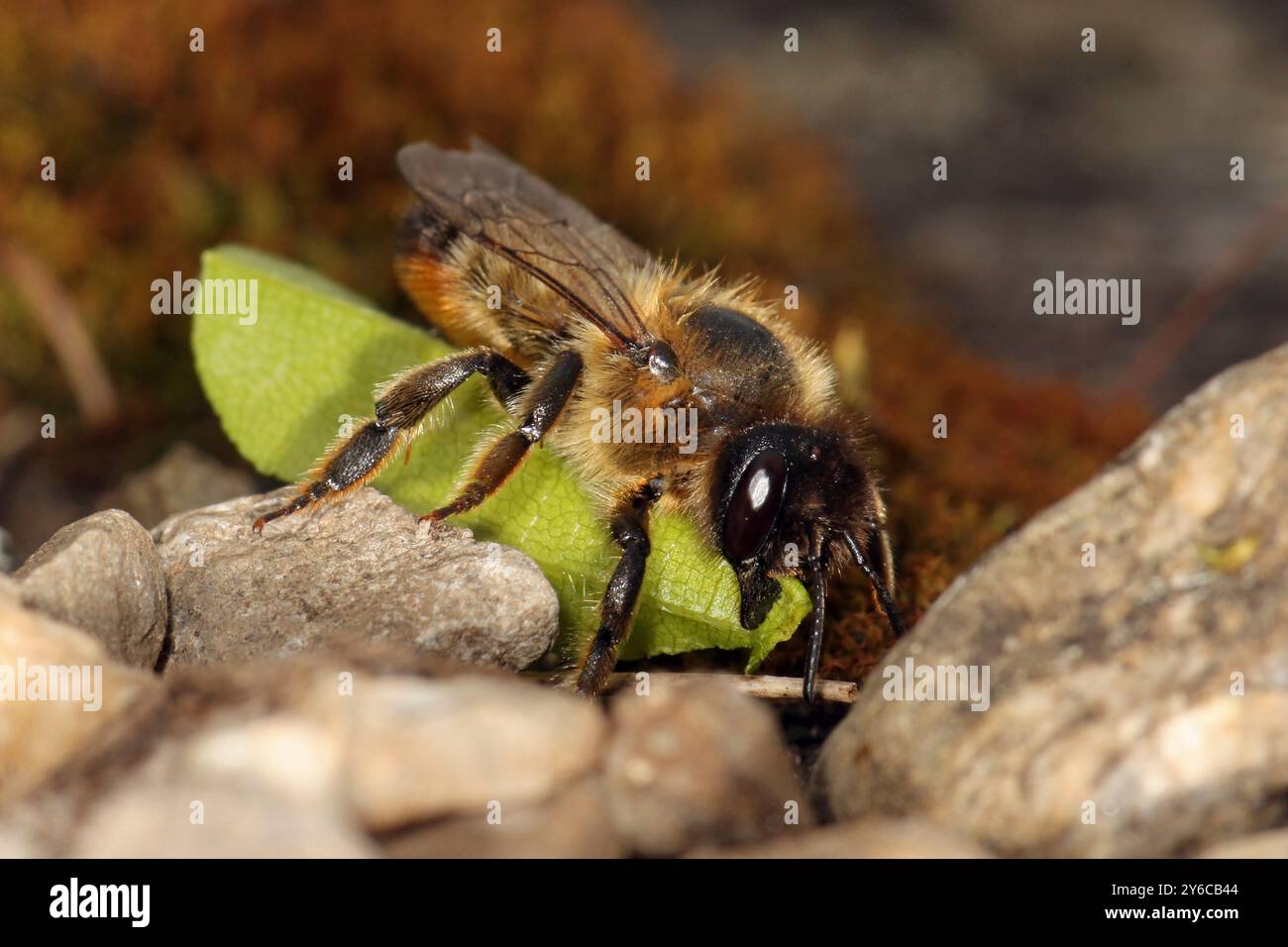 Leaf-cutter Bee (Megachile sp.). Female carries cut leaf to its nest in ...