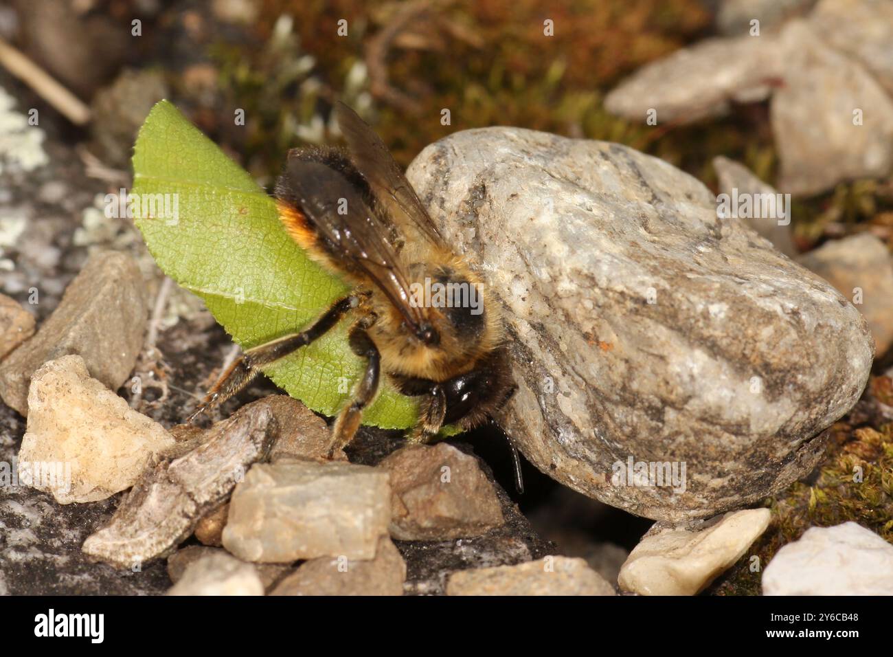 Leaf-cutter Bee (Megachile sp.). Female carries cut leaf to its nest in ...