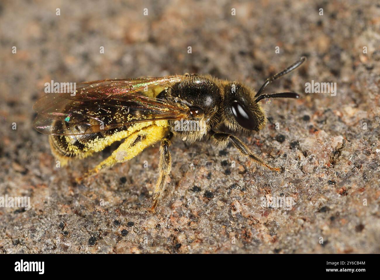Furro animal hi-res stock photography and images - Alamy