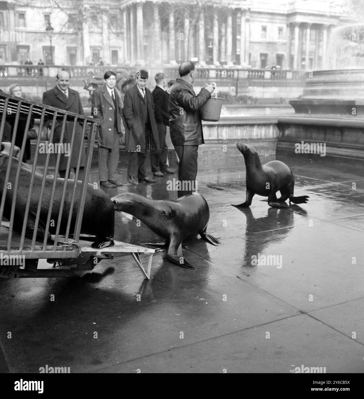 FEEDING SEALS SEA LIONS AT FOUNTAINS OF TRAFALGAR SQUARE IN LONDON ; 16 ...