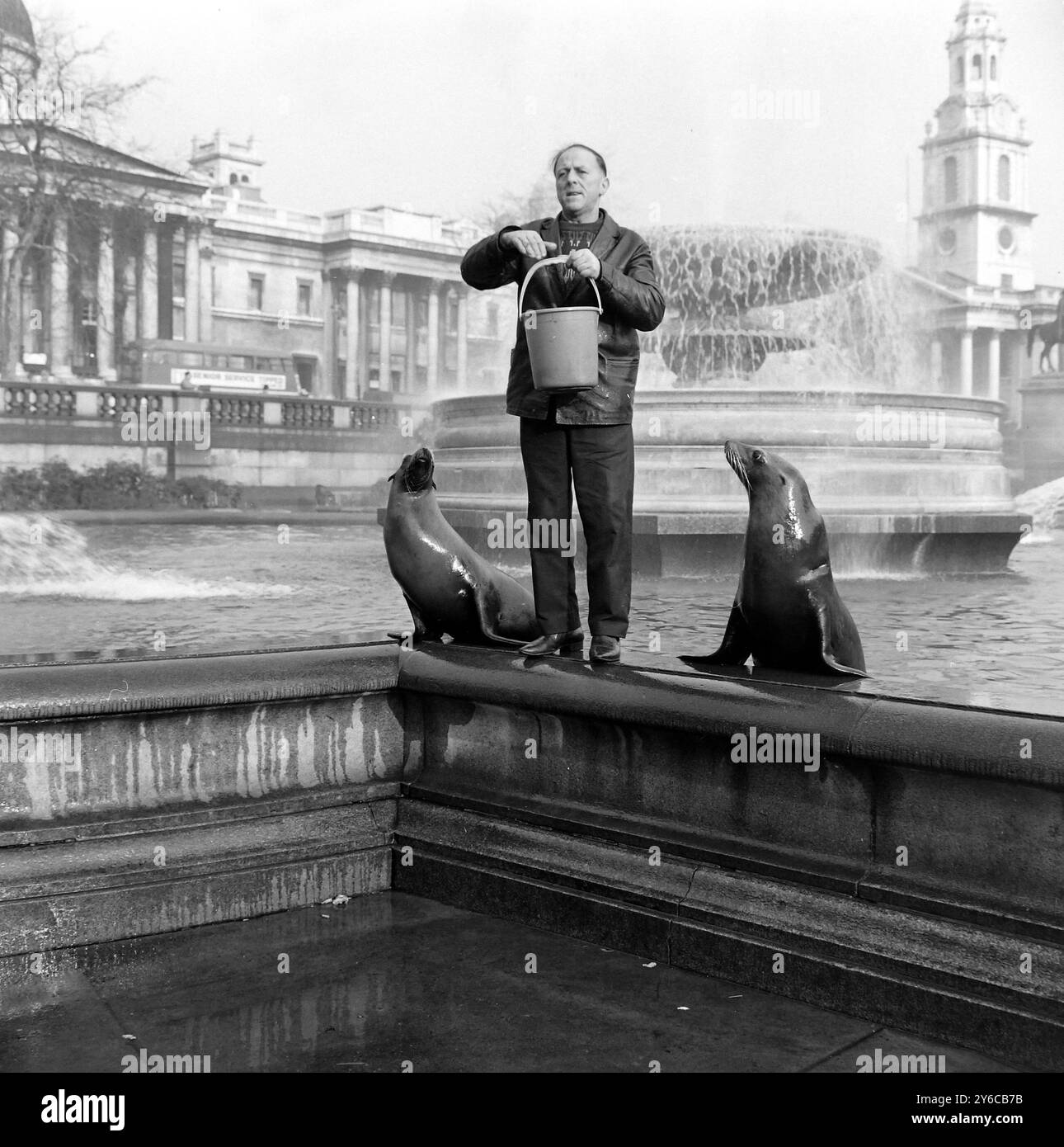 FEEDING SEALS SEA LIONS AT FOUNTAINS OF TRAFALGAR SQUARE IN LONDON ; 16 ...
