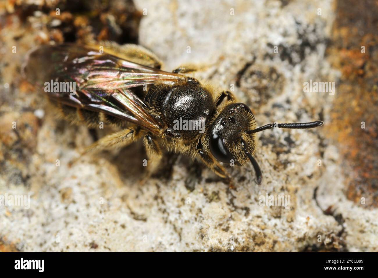 Furro animal hi-res stock photography and images - Alamy