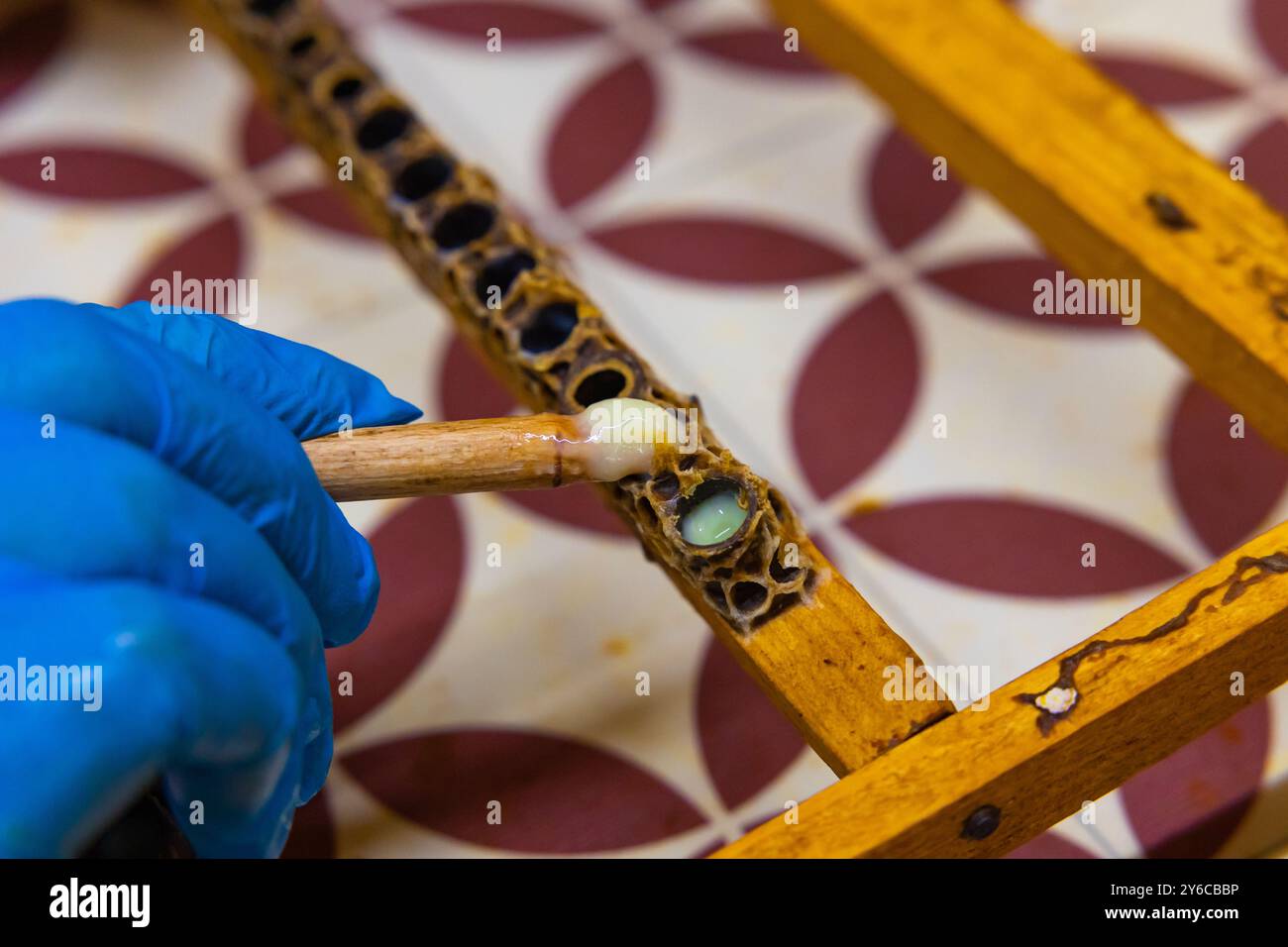 Royal jelly on the wooden spoon in focus. Harvesting the royal jelly ...