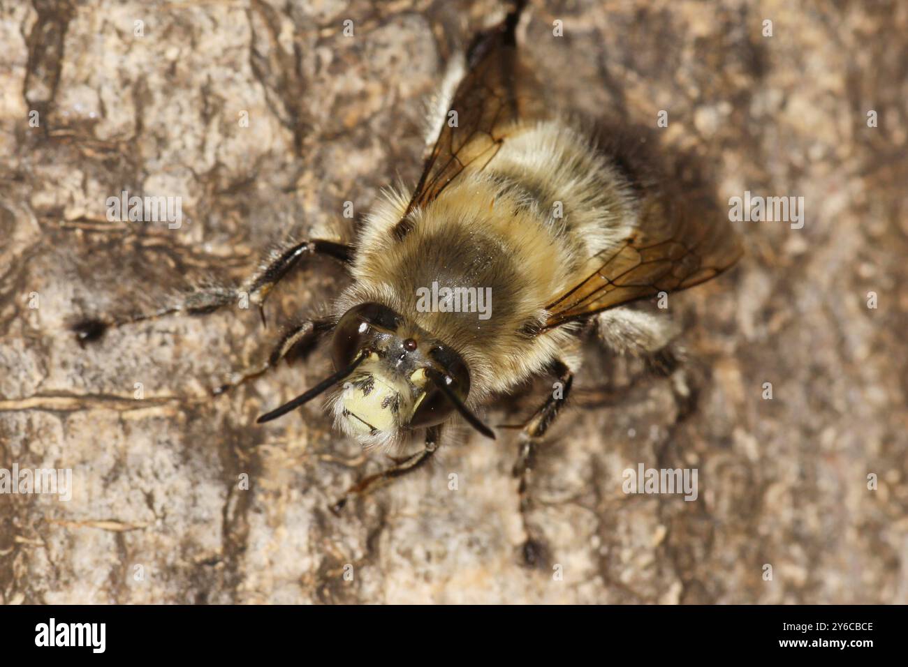 Hairy-footed Flower Bee (Anthophora plumipes). Male on wood. Germany ...