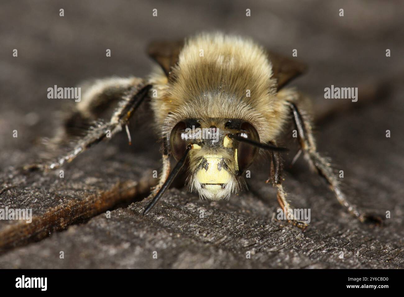 Hairy-footed Flower Bee (Anthophora plumipes). Male on wood. Germany ...