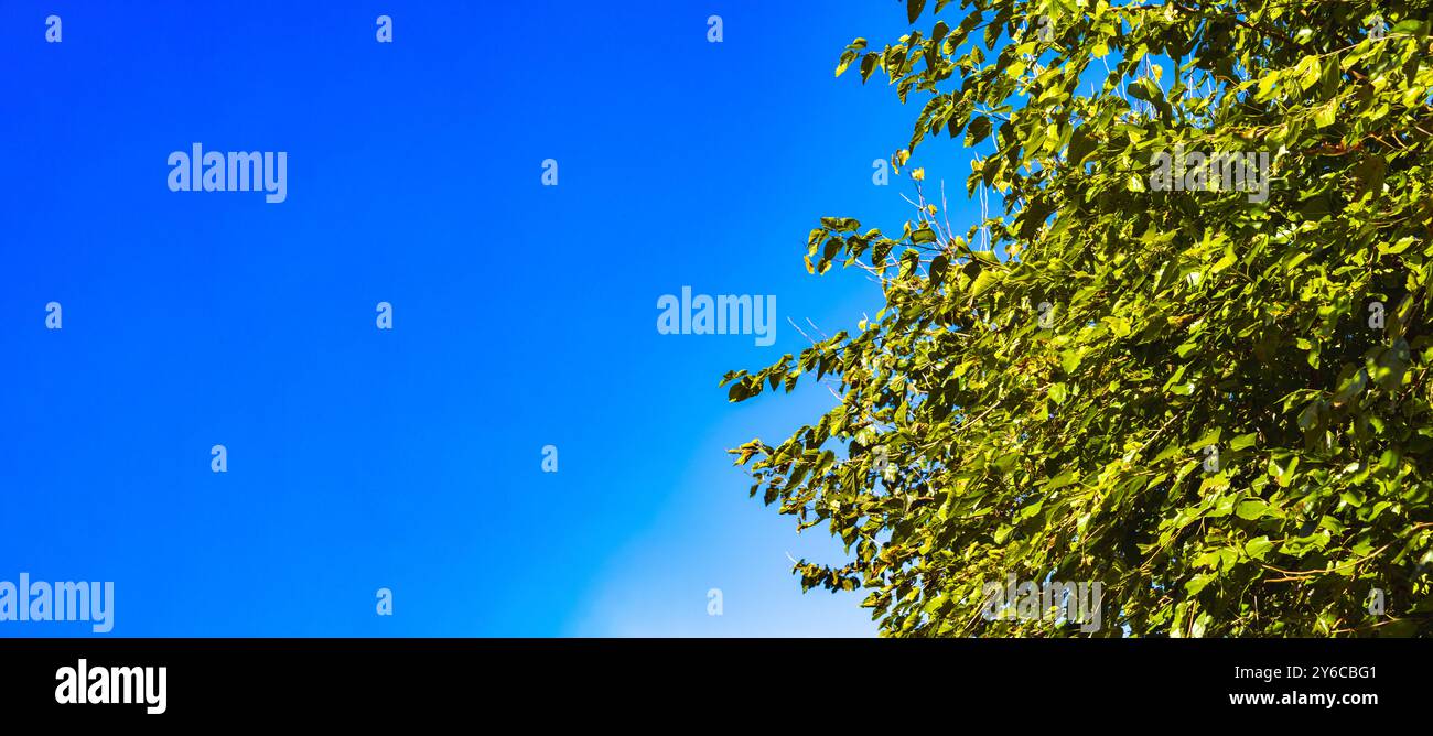 Tree and clear sky. Carbon net zero concept banner photo Stock Photo ...