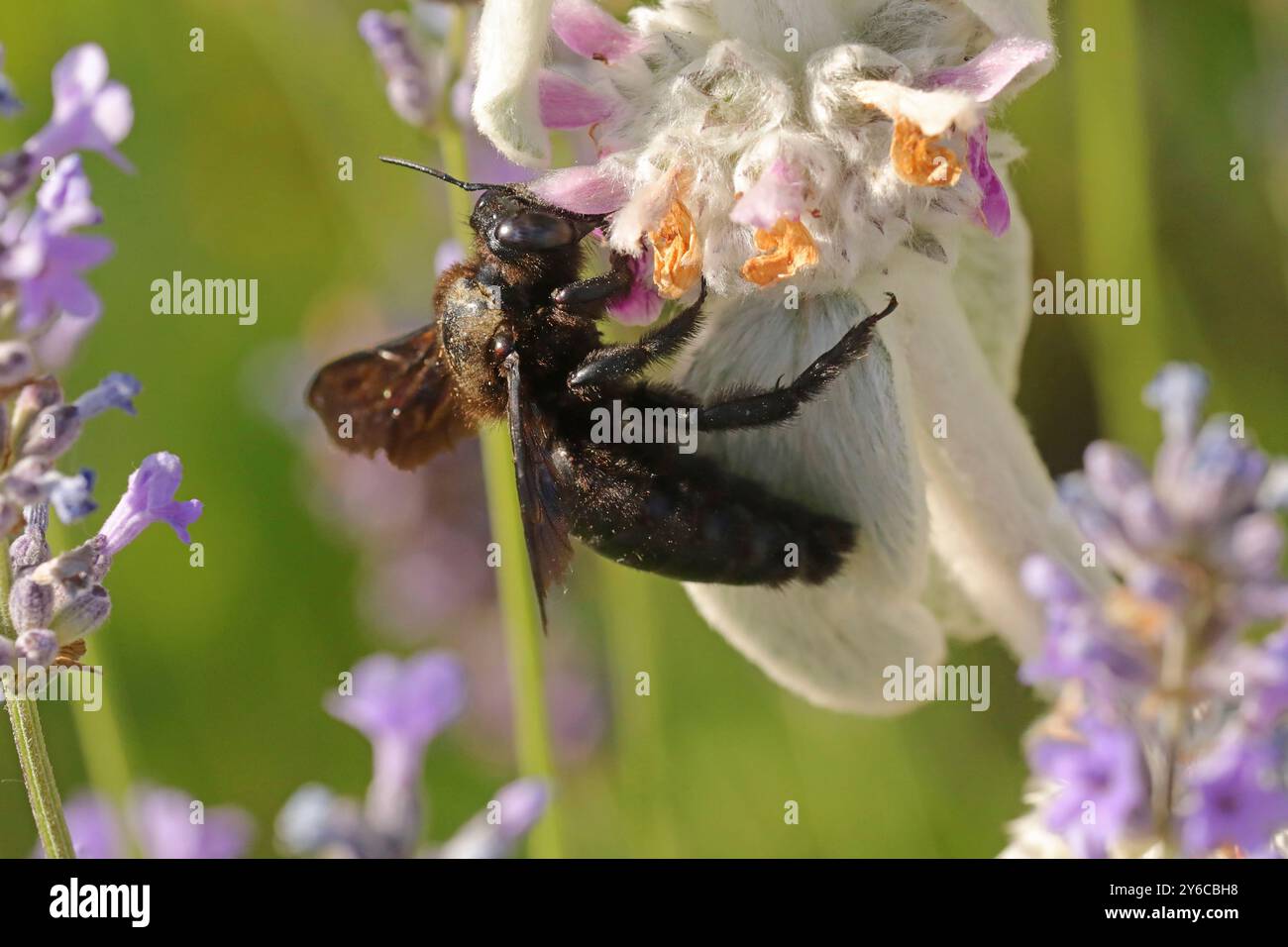 Carpenter Bee (Xylocopa violacea) foraging Woolly Hedgenettle (Stachys ...