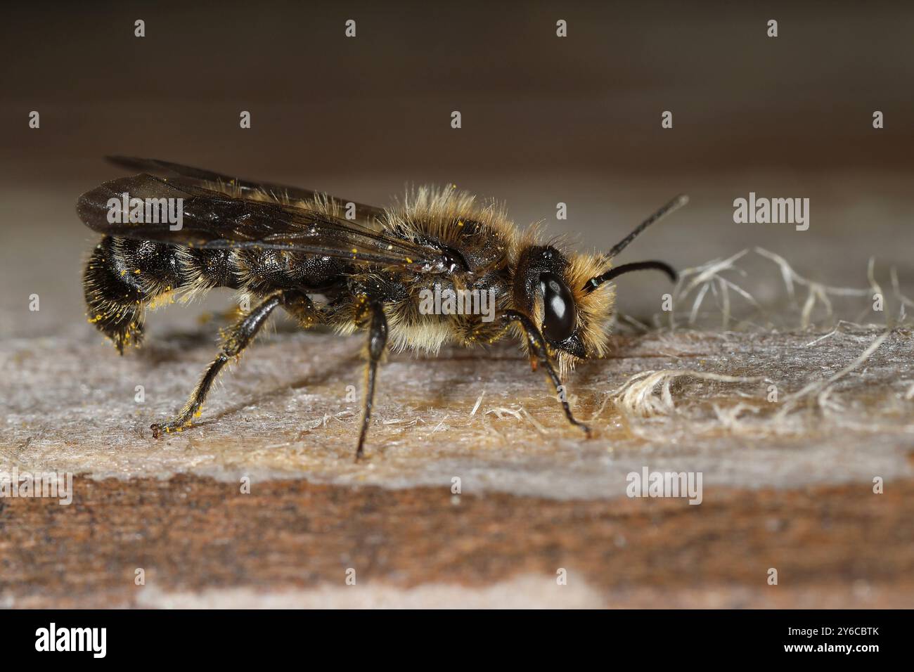 Large scissor bee hi-res stock photography and images - Alamy