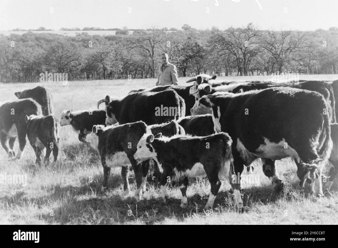 US AMERICAN PRESIDENT LYNDON B JOHNSON INSPECTS CATTLE IN WASHINGTON ...